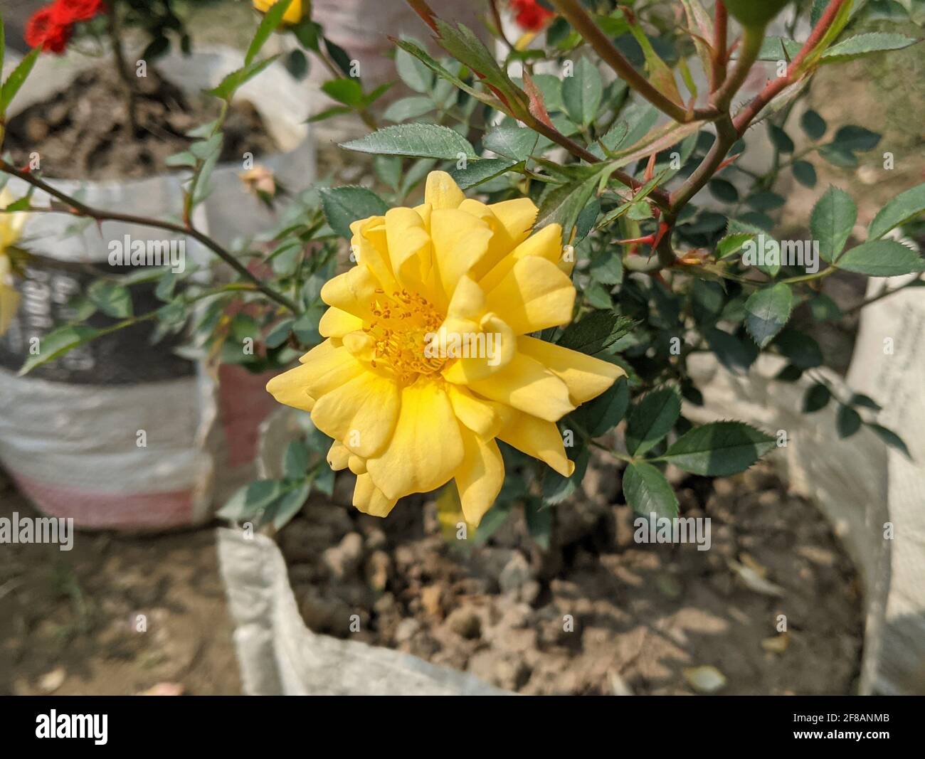 Landora rose hi-res stock photography and images - Alamy