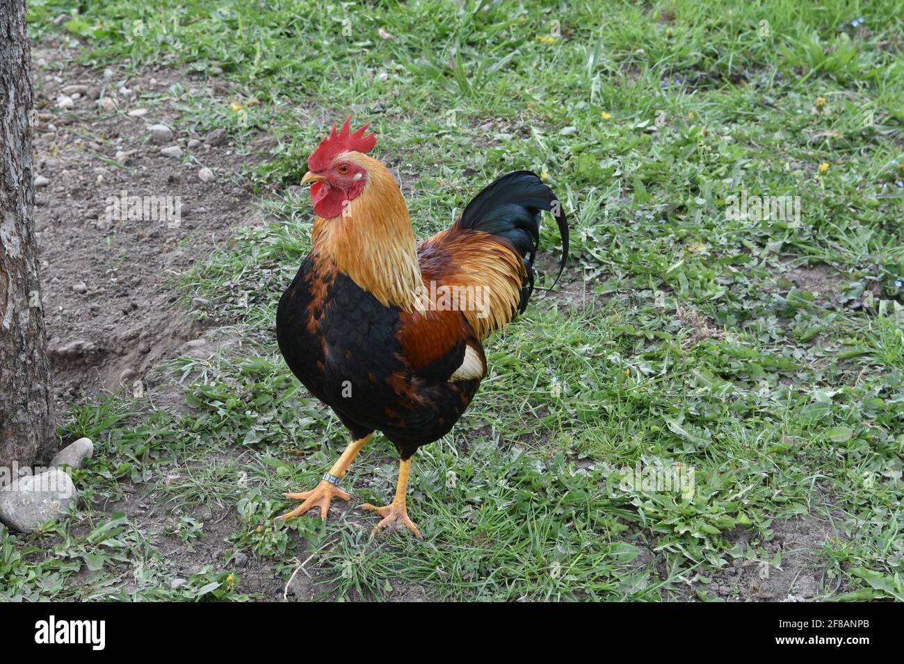 Dutch bantam rooster in a free range with grass with a lot of copy ...