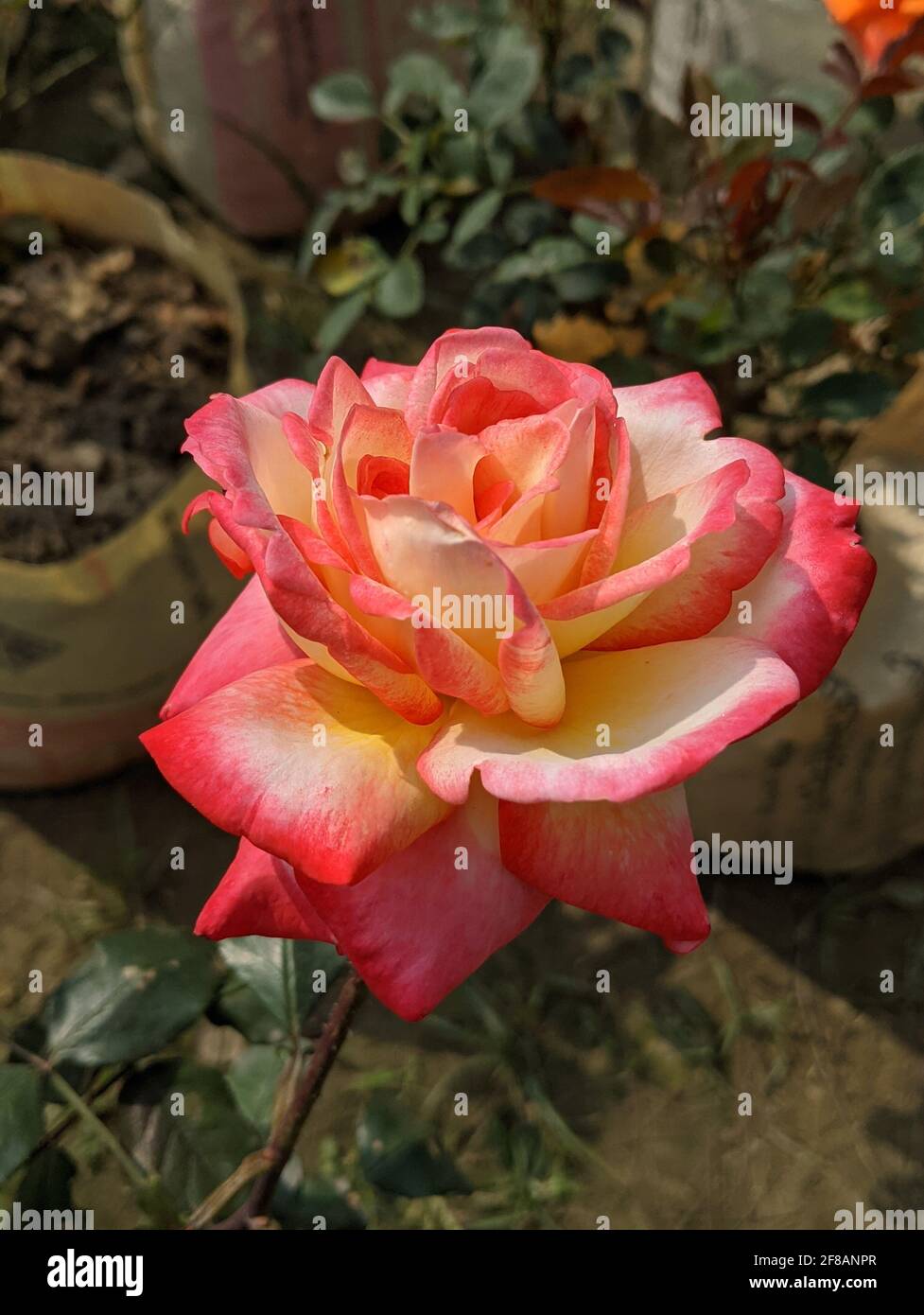 Yellow rose with pink edges hi-res stock photography and images - Alamy