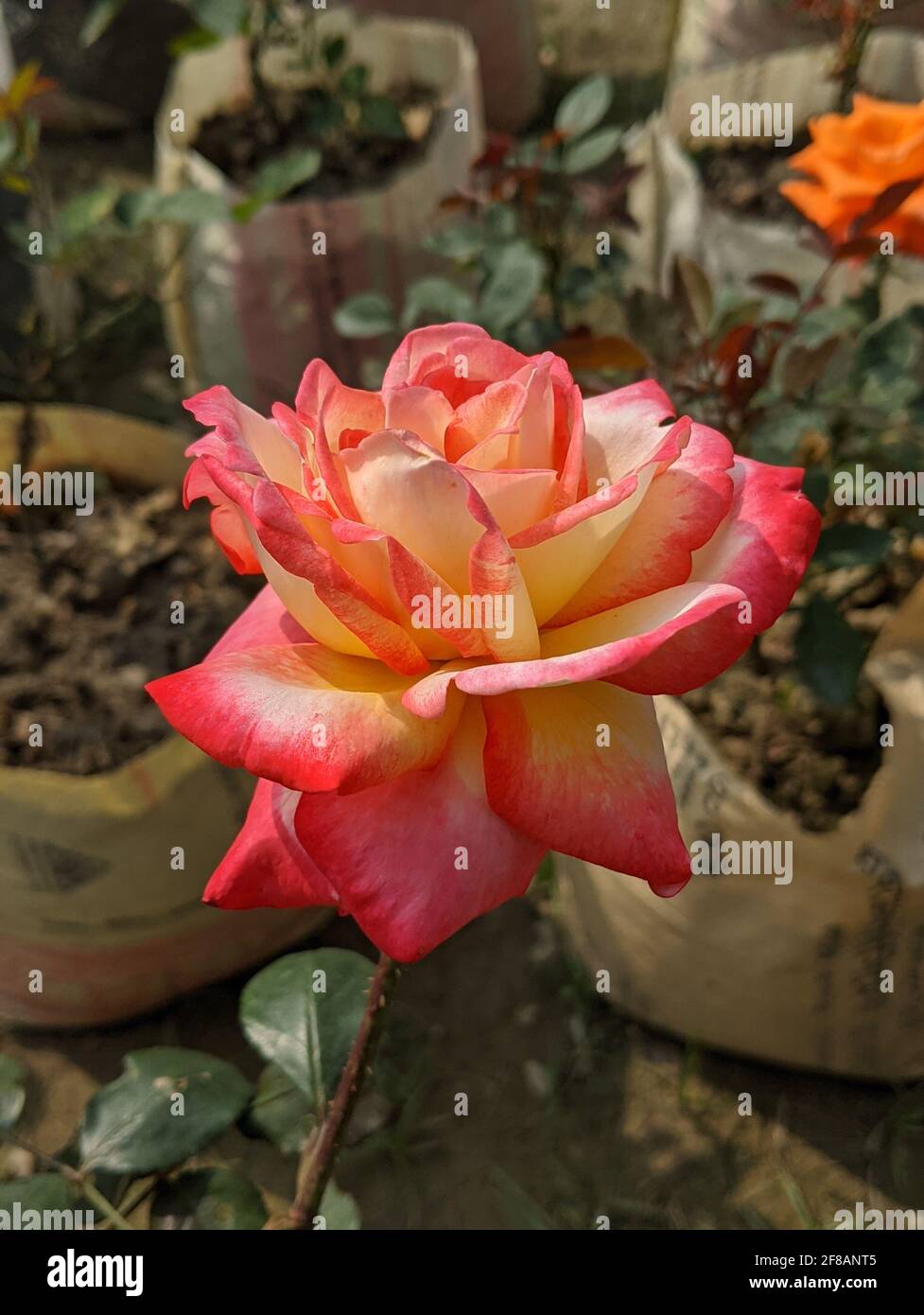 Yellow rose with pink edges hi-res stock photography and images - Alamy