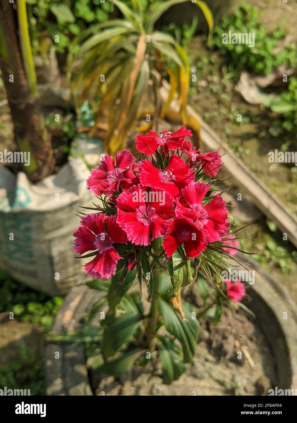 China pink flowers hi-res stock photography and images - Alamy