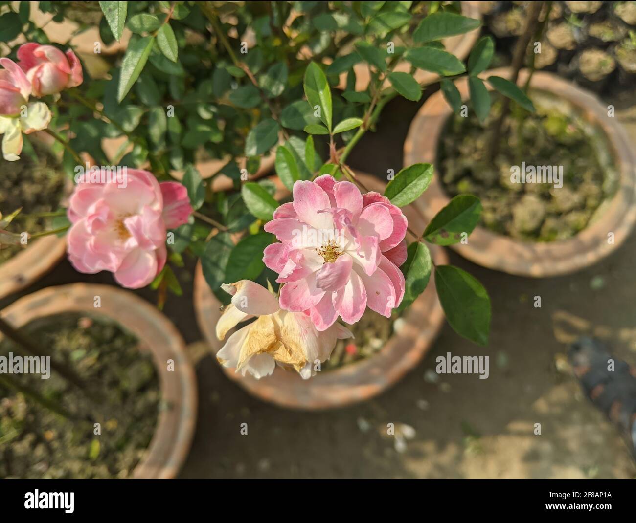 Roses in pots hi-res stock photography and images - Alamy