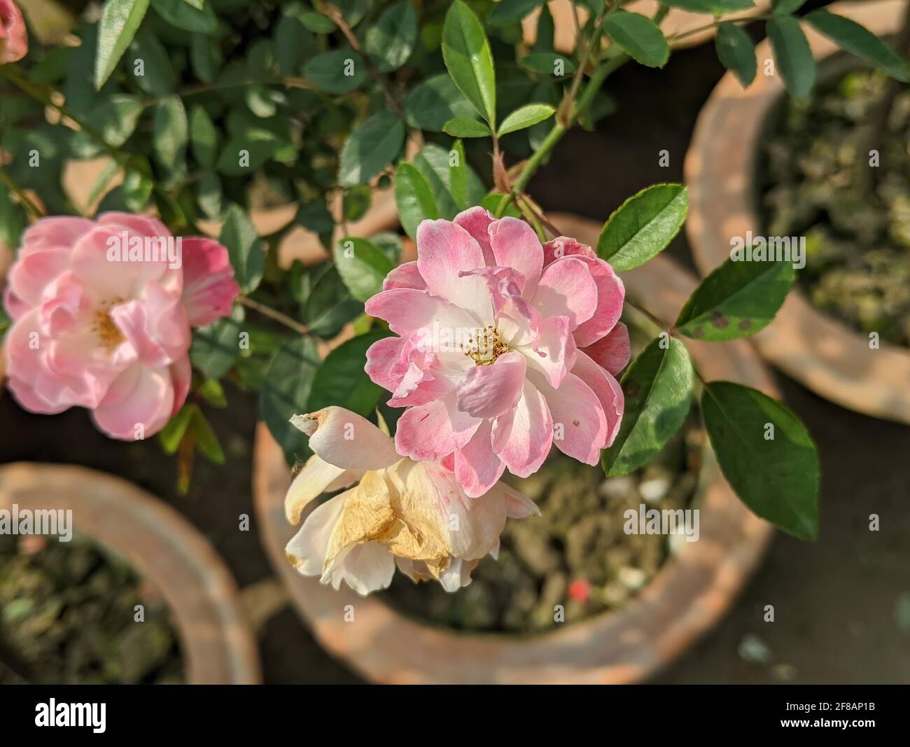 Roses in pots hi-res stock photography and images - Alamy