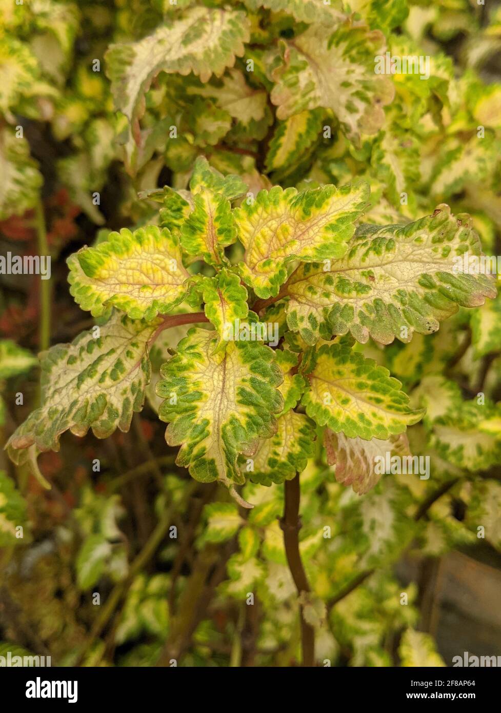 Closeup shot of green leaves of a coleus plant Stock Photo - Alamy