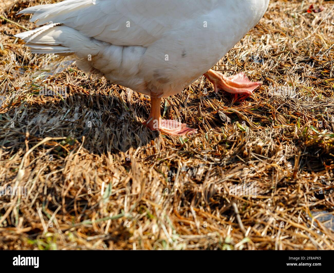 Red goose paws on ground with brown grass. Selective focus Stock Photo ...
