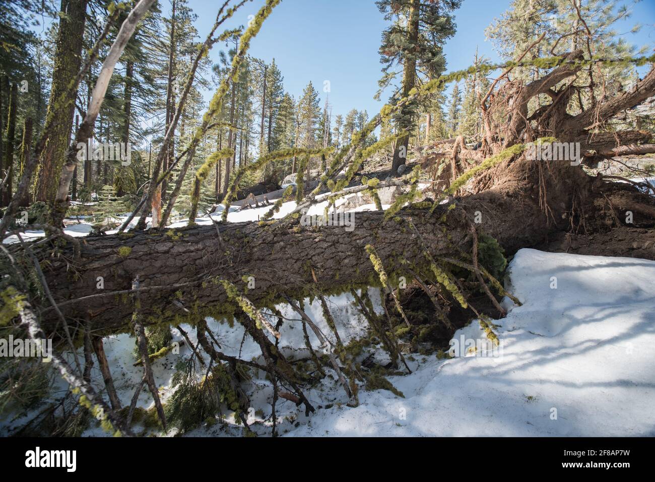 Mossy forest at high elevation hi-res stock photography and images - Alamy