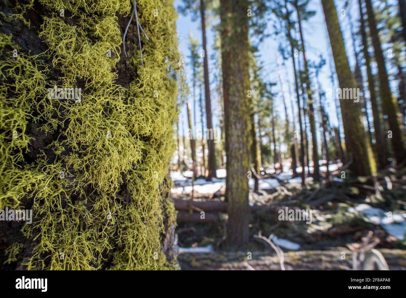Bark moss mossy tree hi-res stock photography and images - Alamy