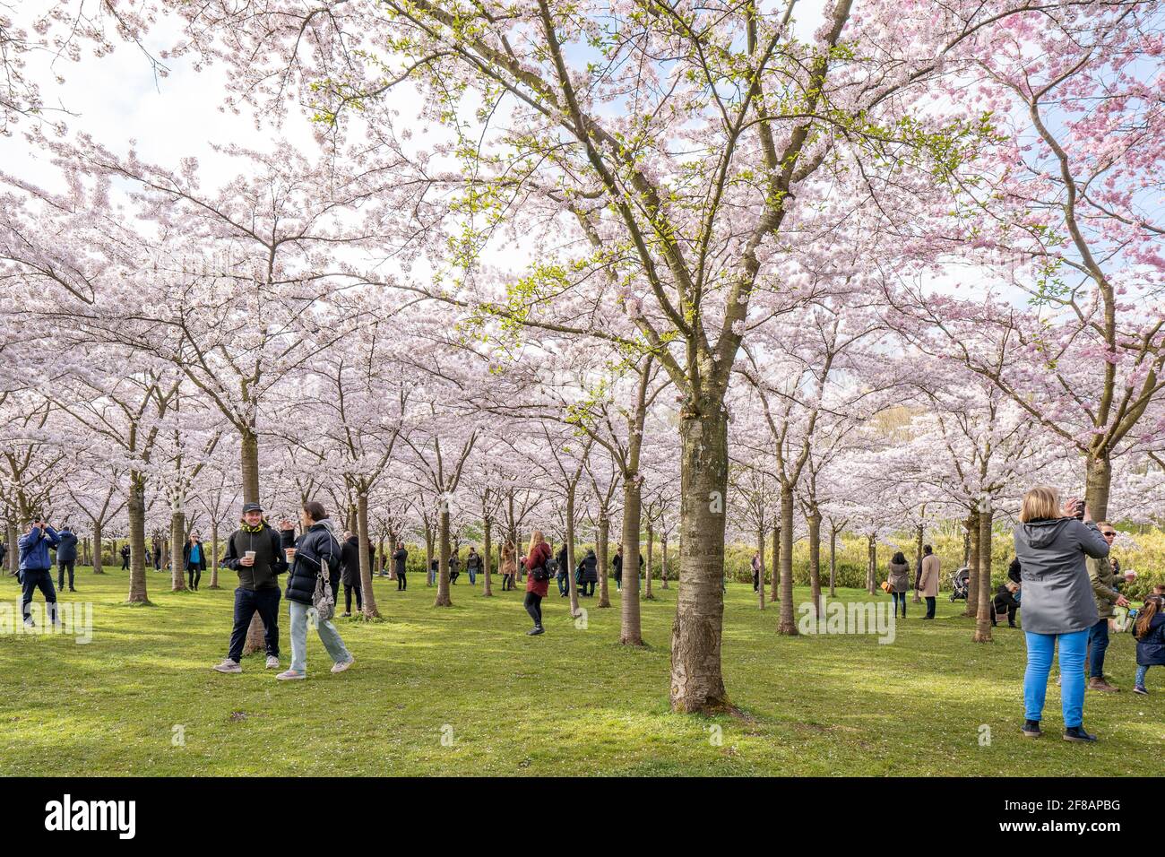 Trees in blossom in amsterdam hi-res stock photography and images - Alamy