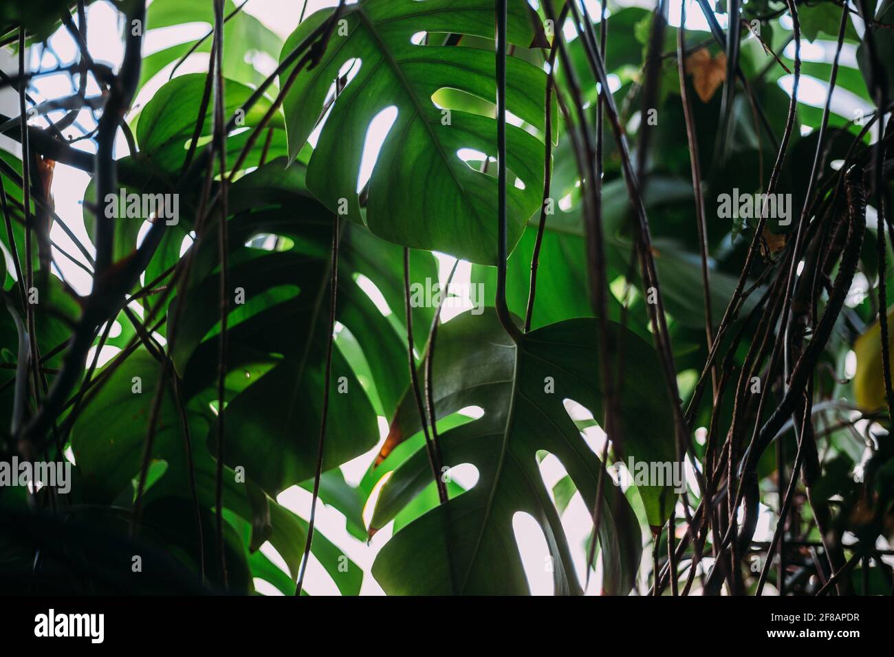 Monstera green leaves or Monstera Deliciosa, background or green leafy ...