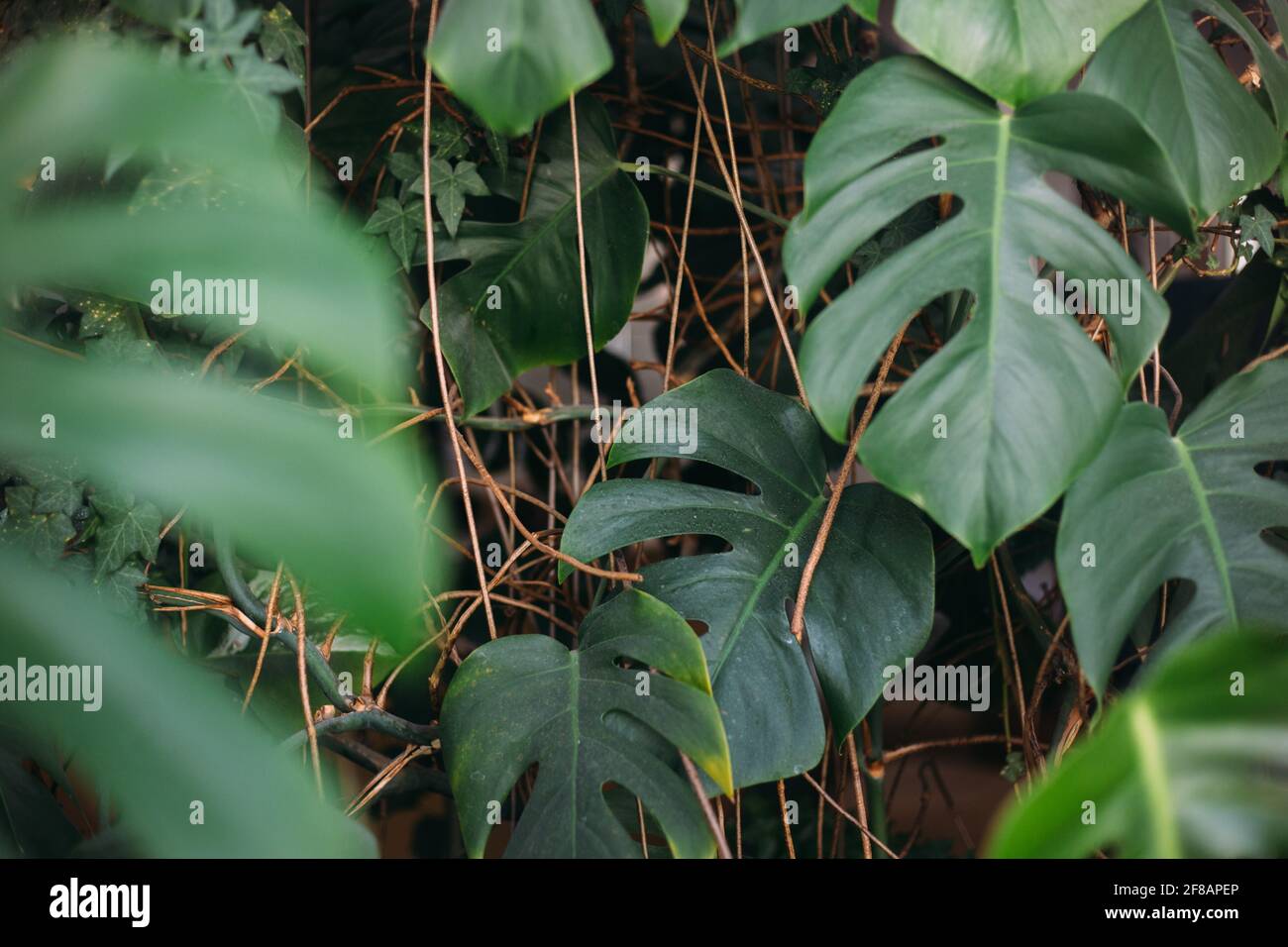 Monstera green leaves or Monstera Deliciosa, background or green leafy ...