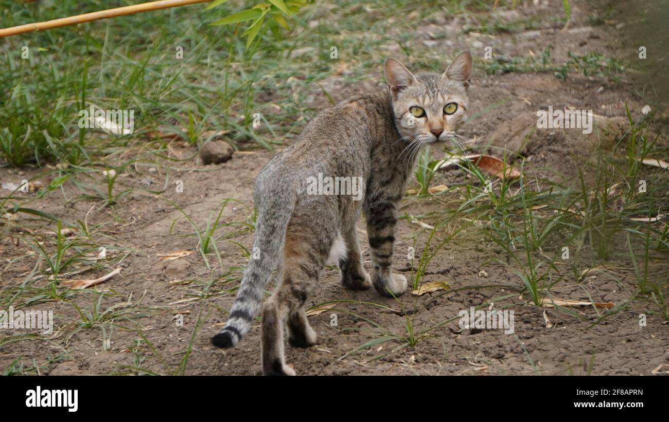 European wild forest cat looking back at the camera Stock Photo - Alamy