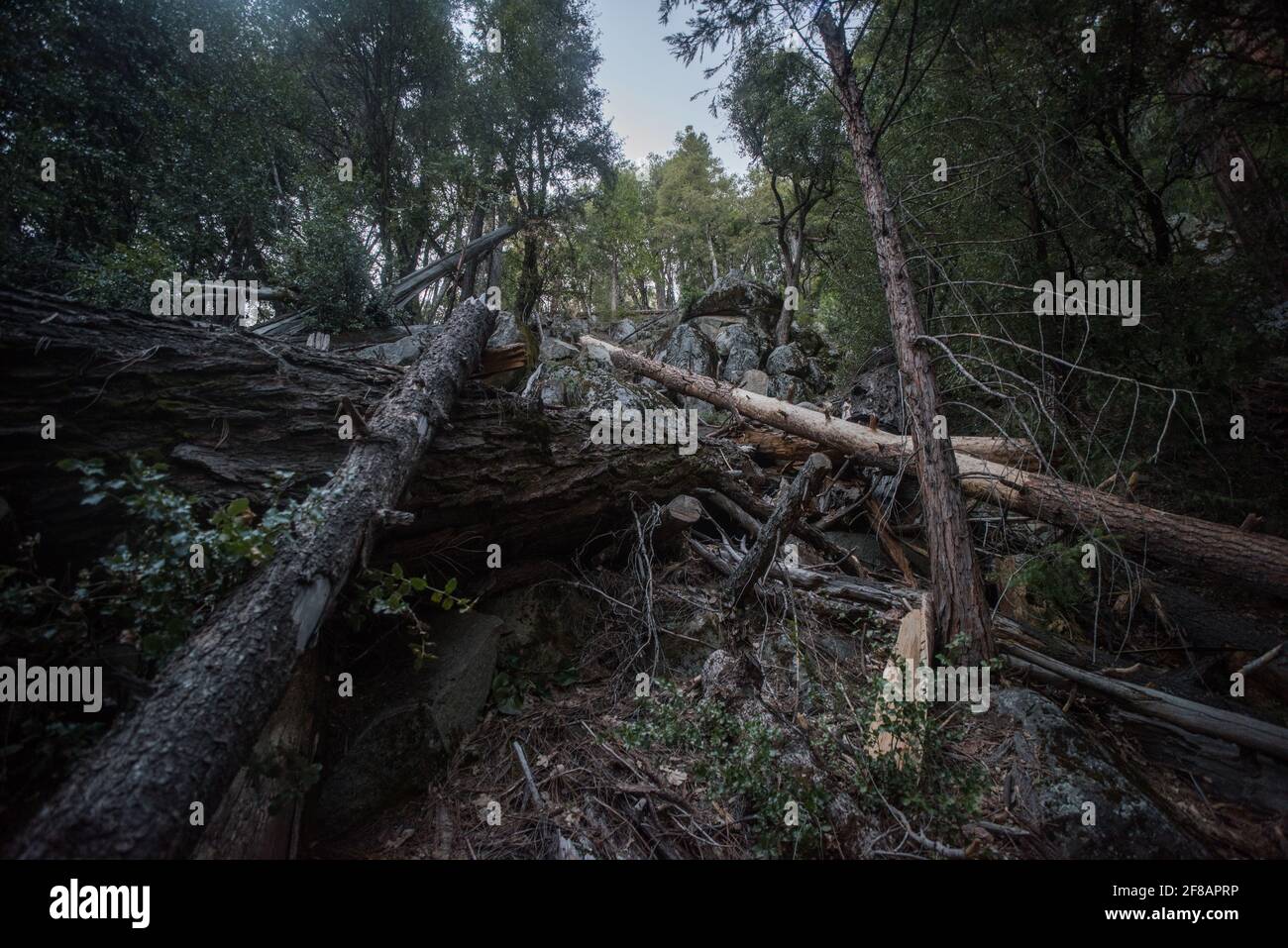 Hazard fallen trees hi-res stock photography and images - Alamy