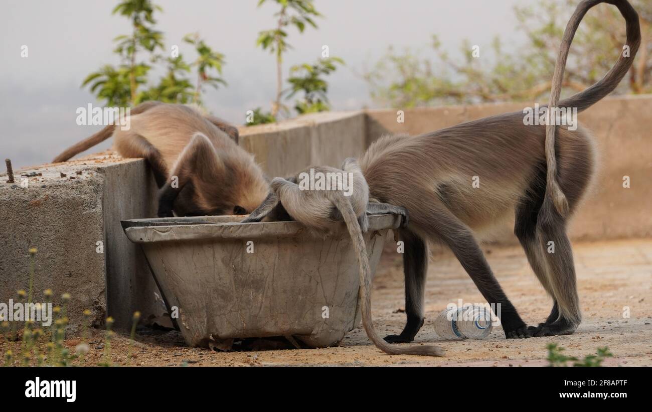 Monkeys zoo large group hi-res stock photography and images - Alamy