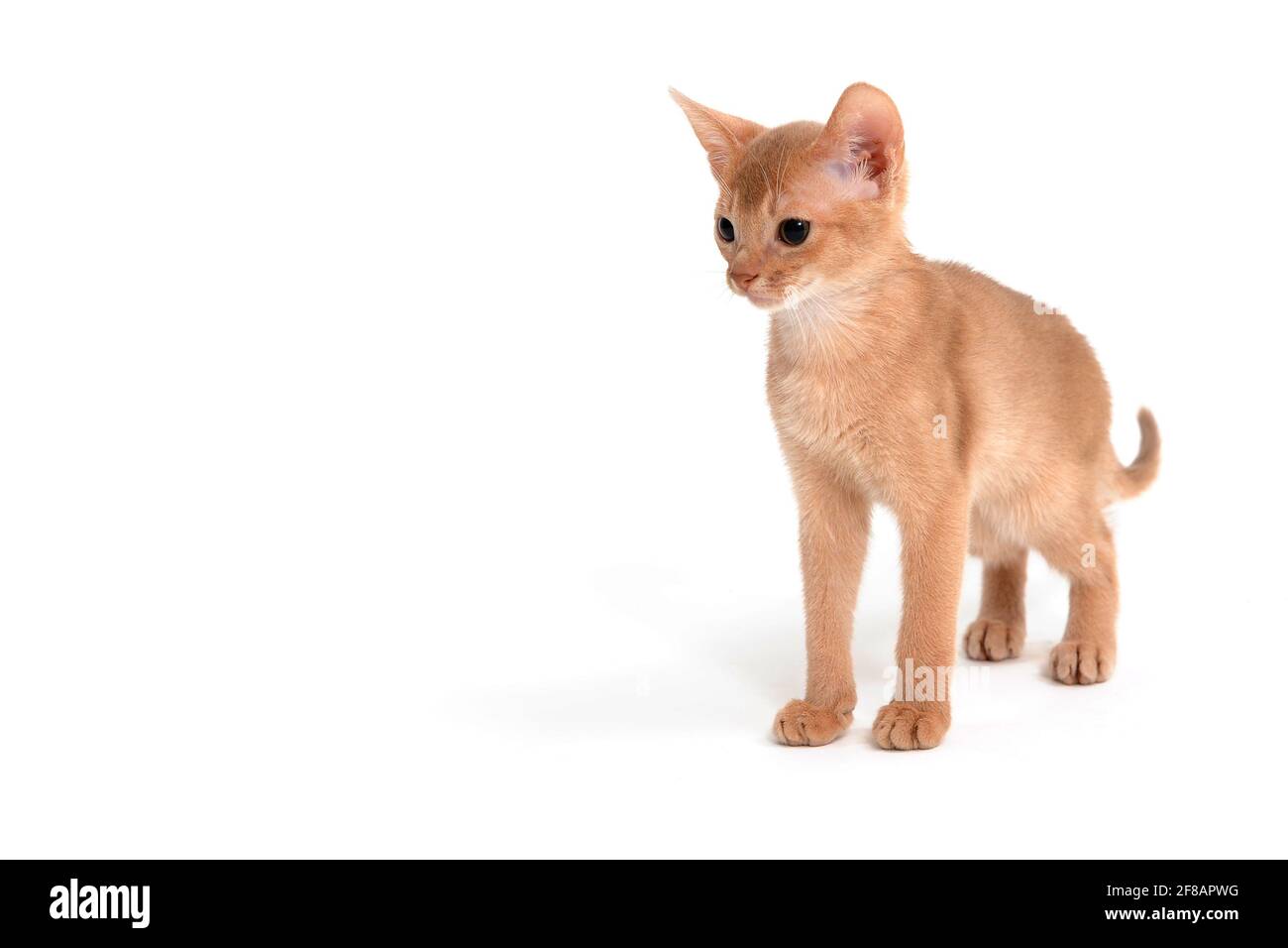 Abyssinian ginger cat stands on a white background Stock Photo - Alamy