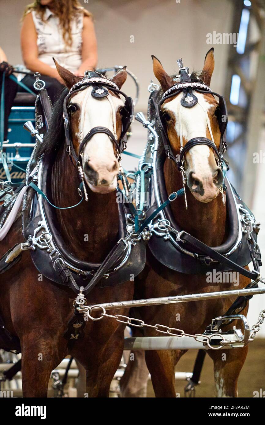 Calgary horses hi-res stock photography and images - Alamy