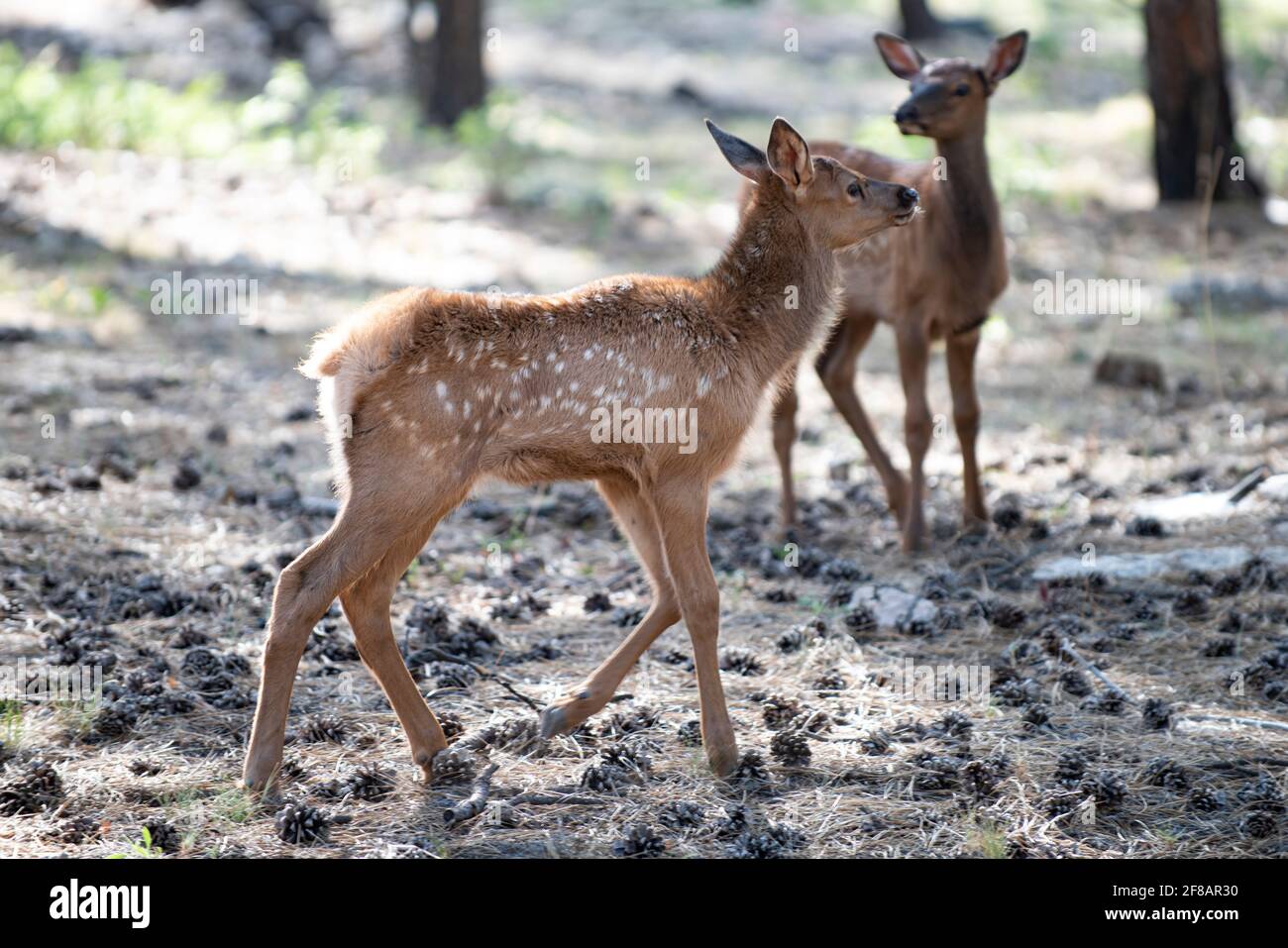 Nature. Deer Fawn. Bambi. White-tailed young roe deer, capreolus ...