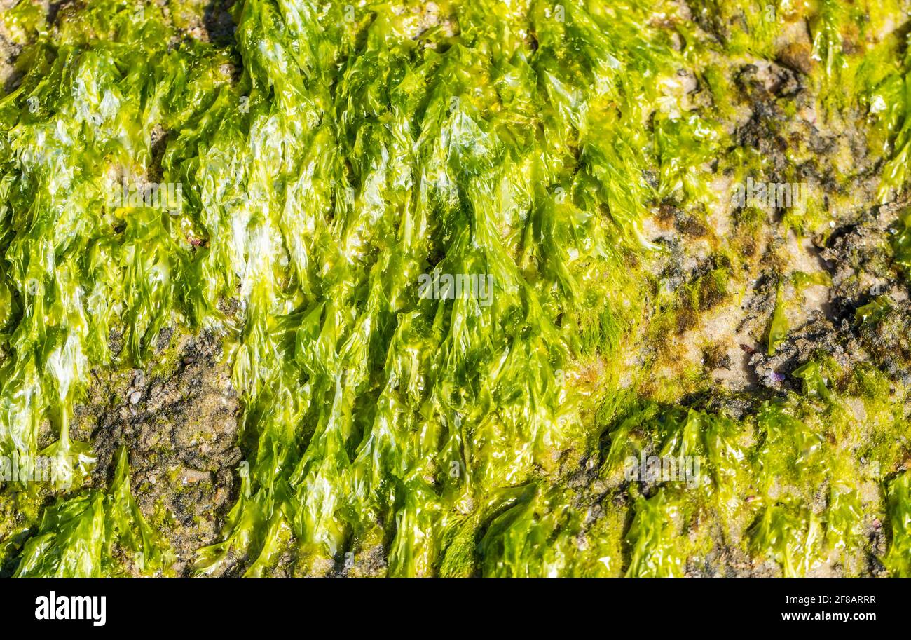 Green seaweed on the rock at low tide Stock Photo - Alamy