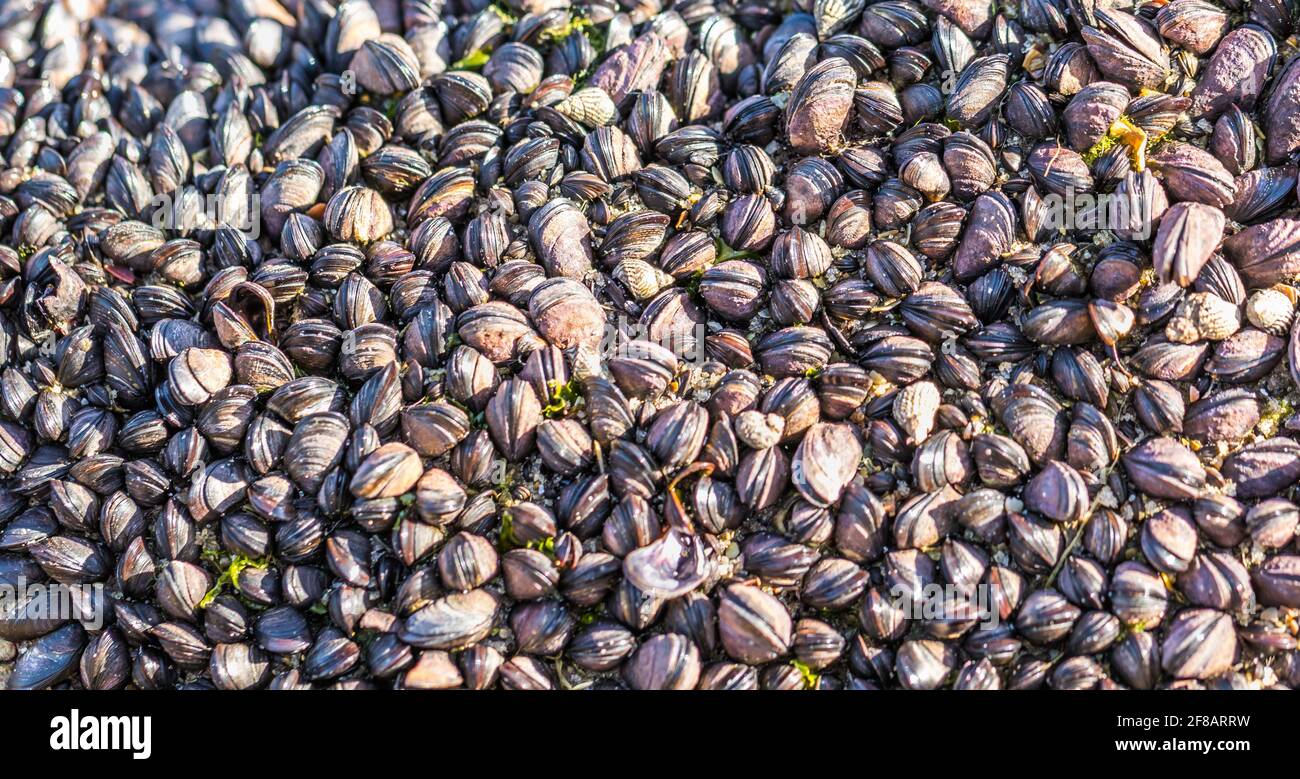 Top view of shellfishes on a beach Stock Photo - Alamy