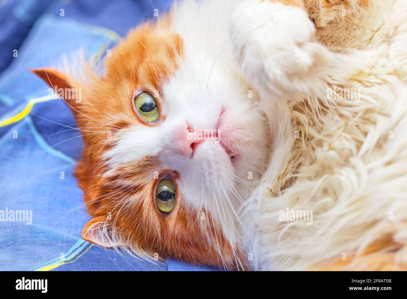 Real pretty lying adult red and white cat with yellow eyes in shock ...