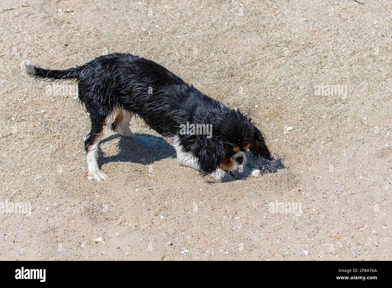 A dog cavalier king charles, a cute puppy digging a hole in the sand ...