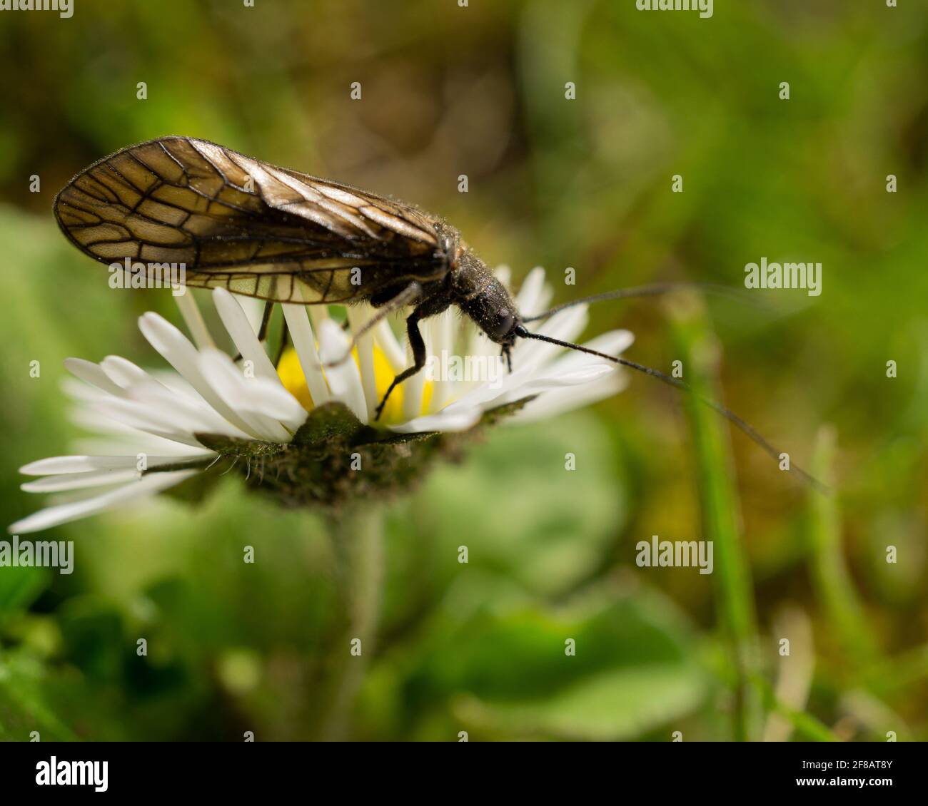 Sialis Lutaria Alderfly High Resolution Stock Photography and Images ...