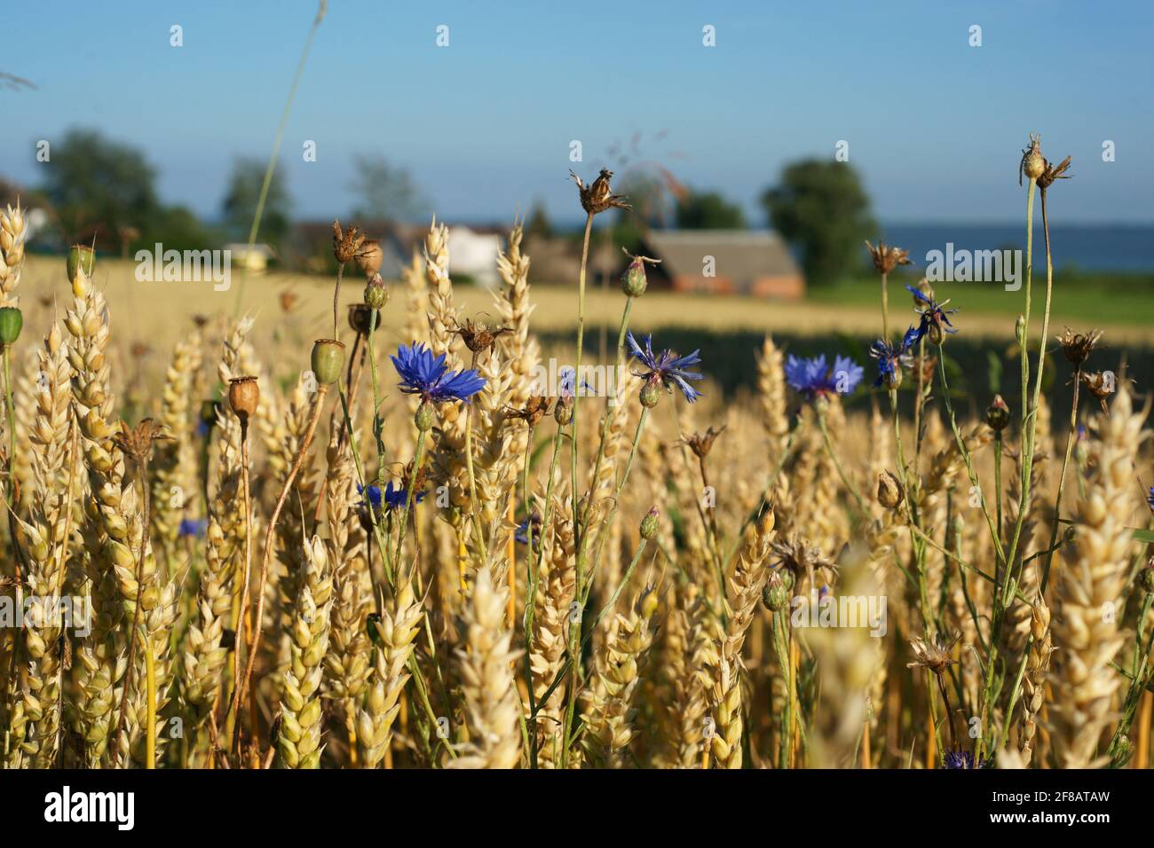 Grain rye plants on field farming agriculture corn Stock Photo - Alamy