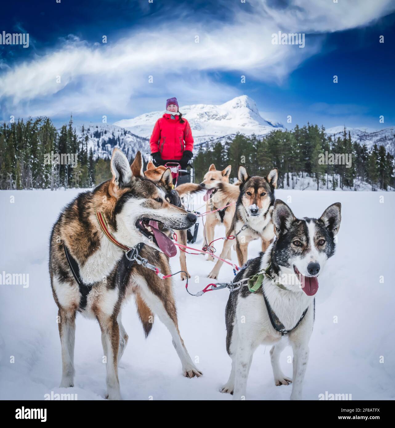 Alaskan husky sled dogs ready to go in arctic mountain wilderness Stock ...