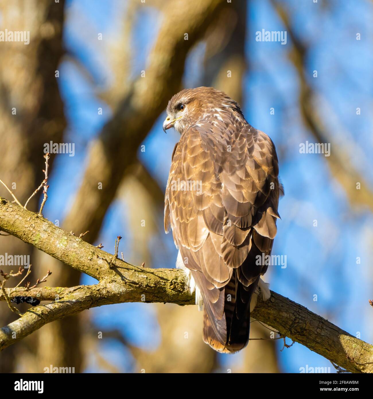 Buzzard in the forest. Sitting on a branch of a deciduous tree in ...