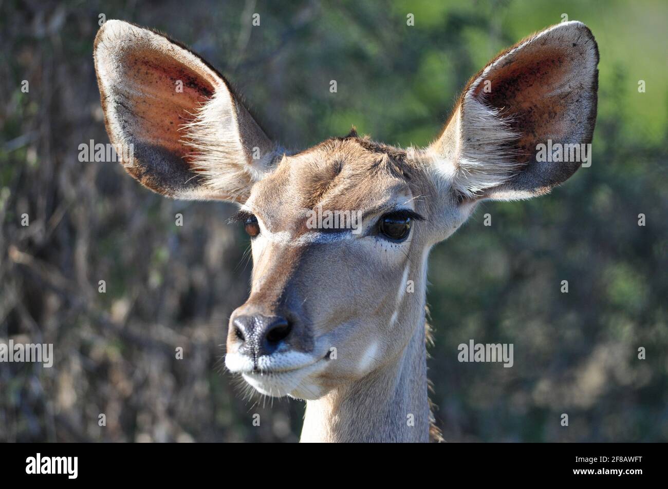 Closeup shot female impala hi-res stock photography and images - Alamy