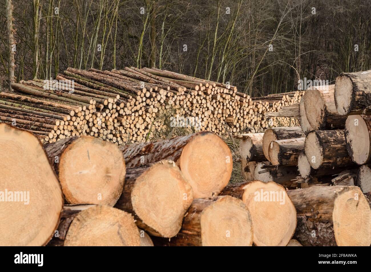 Lumberyard with piles of felled trees or log trunks with cross-section ...