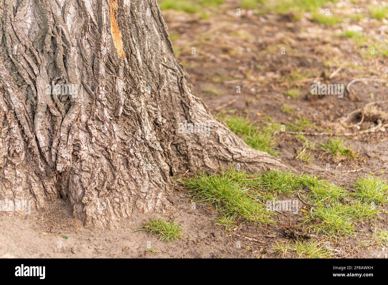 Thick base tree hi-res stock photography and images - Alamy