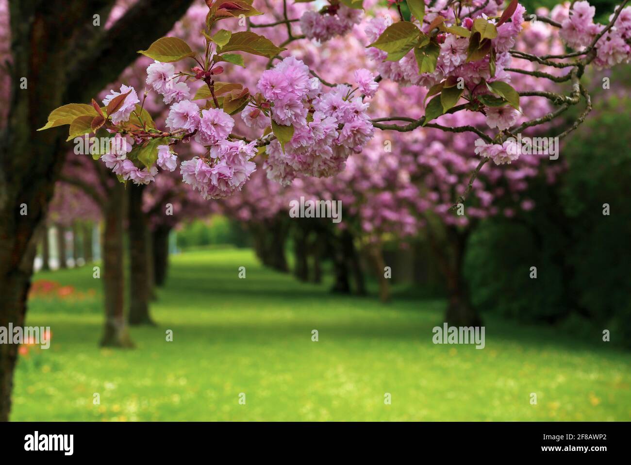 Cherry blossom in Copenhagen denmark Stock Photo - Alamy