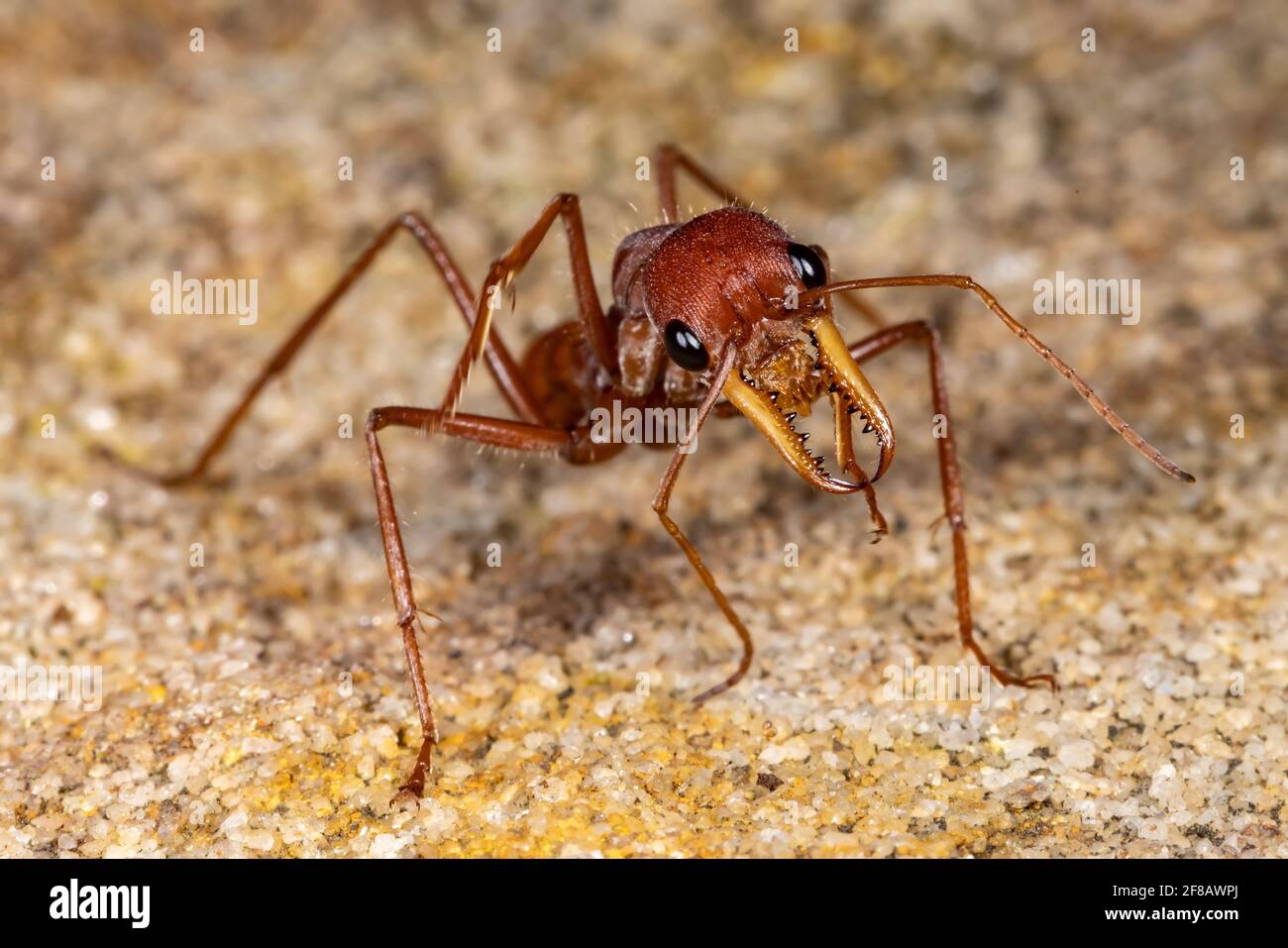 Close up of an Australian Bull Ant Stock Photo - Alamy