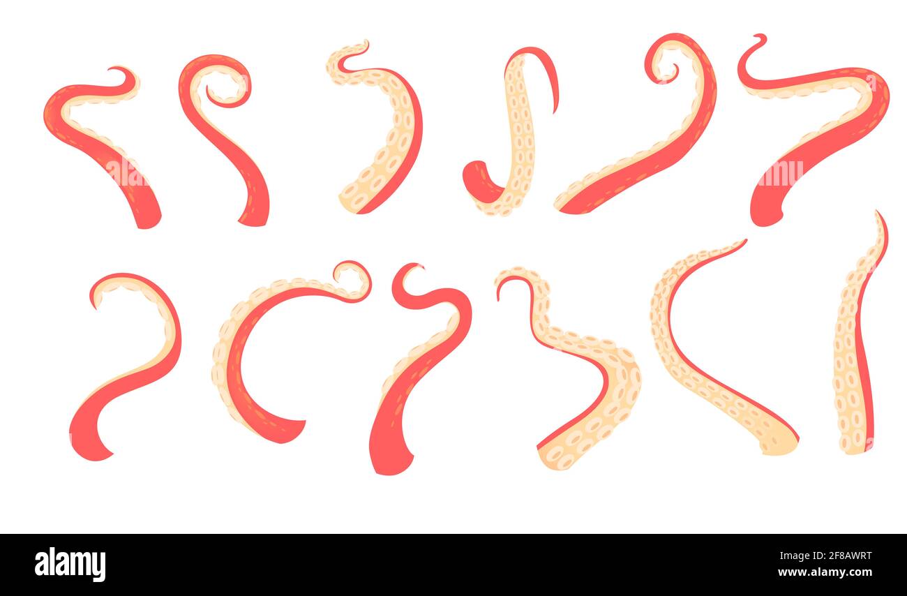 Squid body illustration Stock Vector Images - Alamy