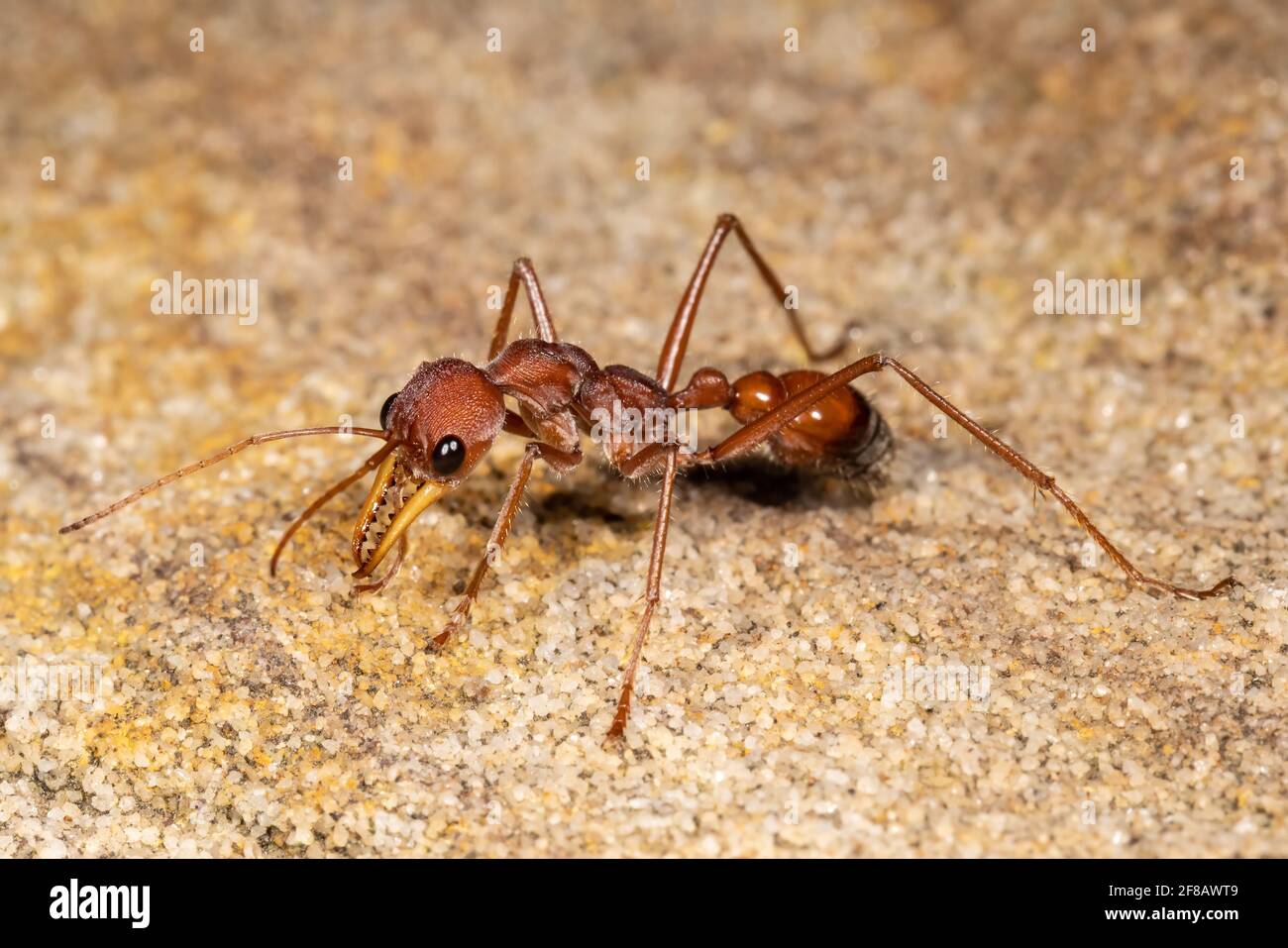 Bull dog ant hi-res stock photography and images - Alamy