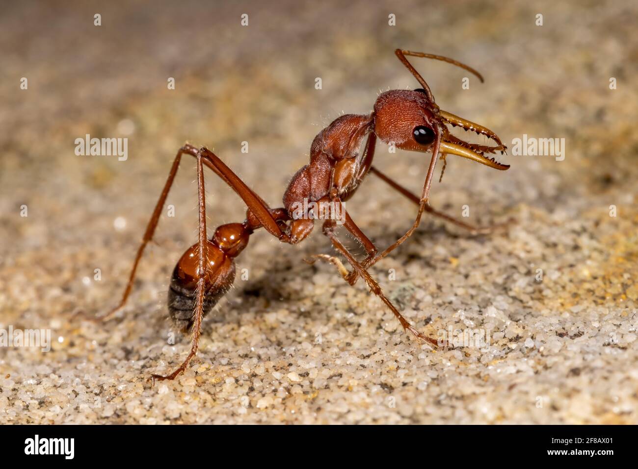 Bull ant hi-res stock photography and images - Alamy