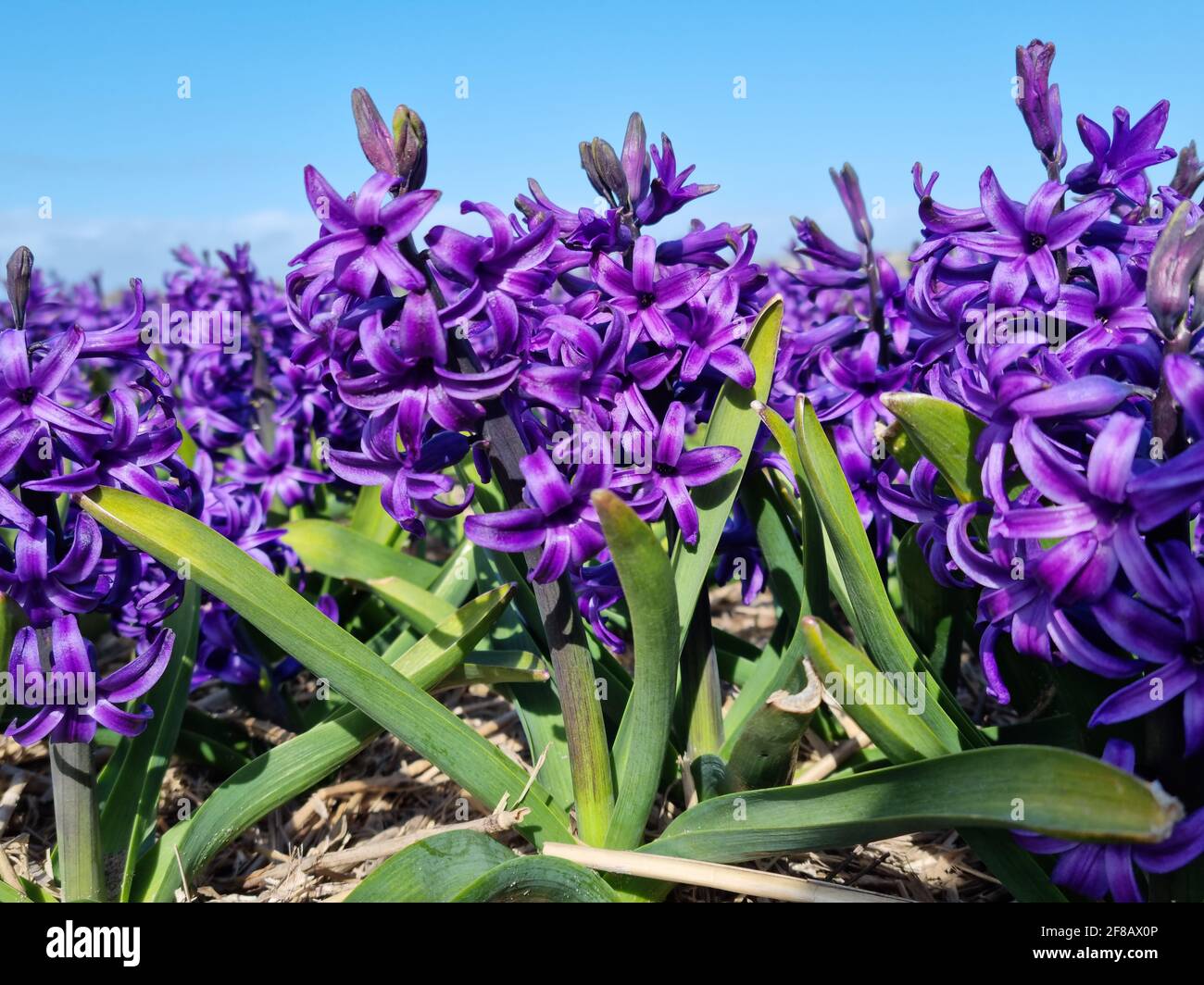 Close up shot of purples hyacinths in field Stock Photo - Alamy