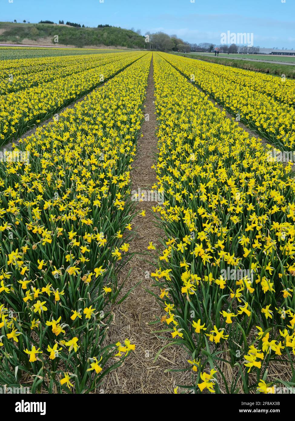 Shot of endless field of daffodils in rows Stock Photo - Alamy