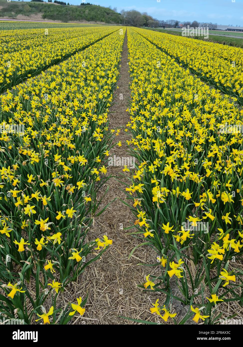 Endless yellow daffodils hi-res stock photography and images - Alamy