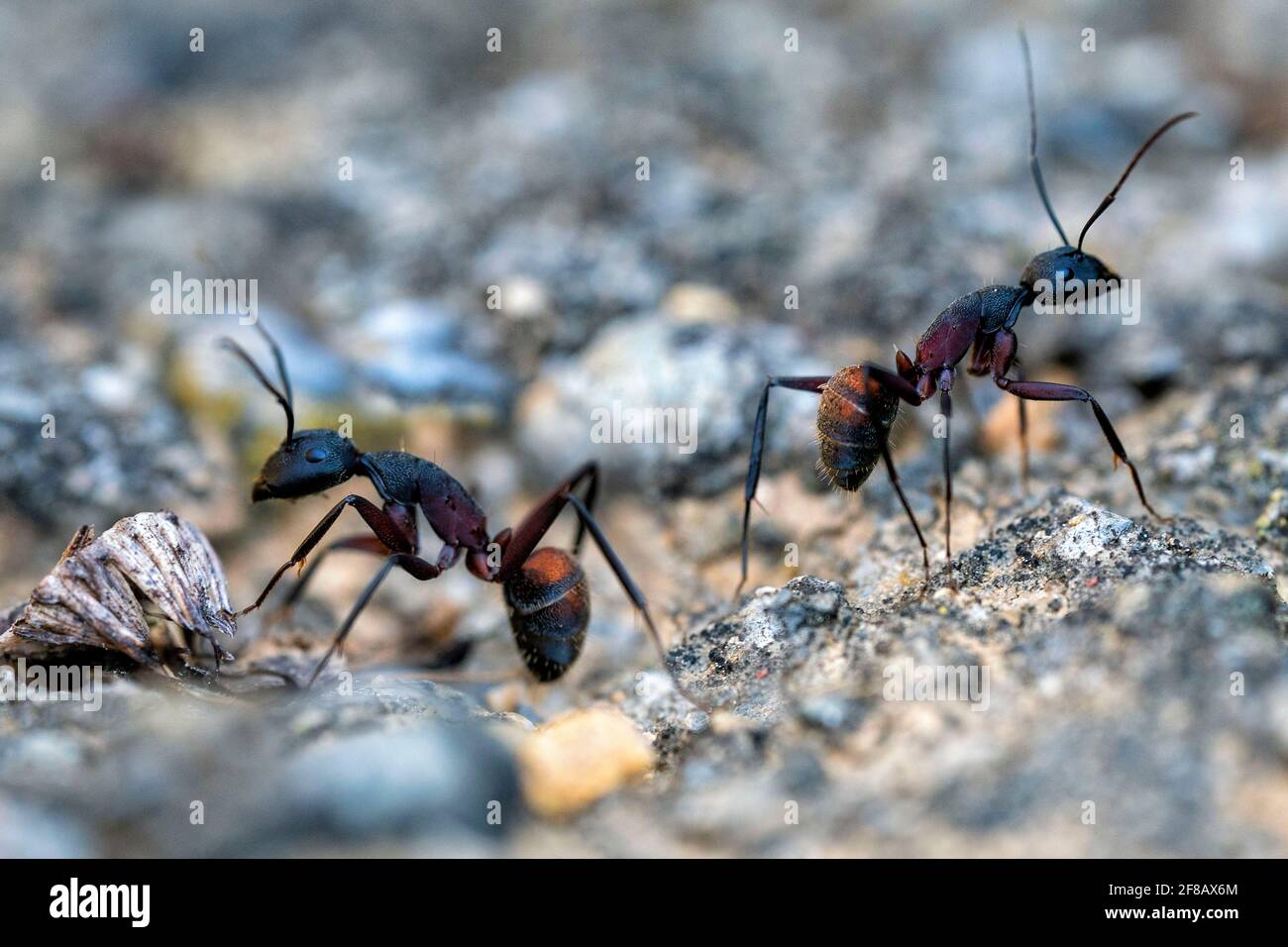 Micro ants hi-res stock photography and images - Alamy