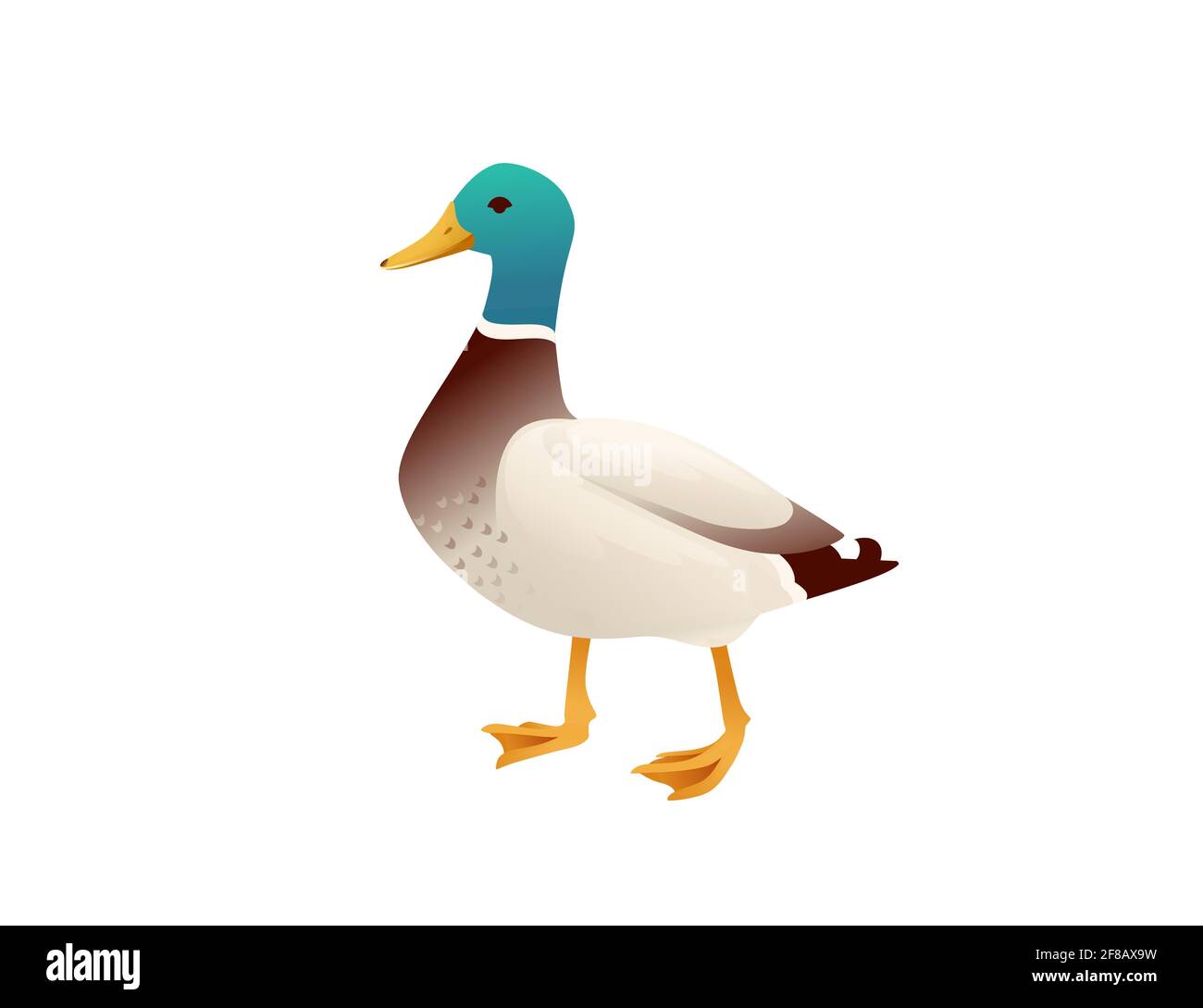 Flying Mallard Duck Clipart