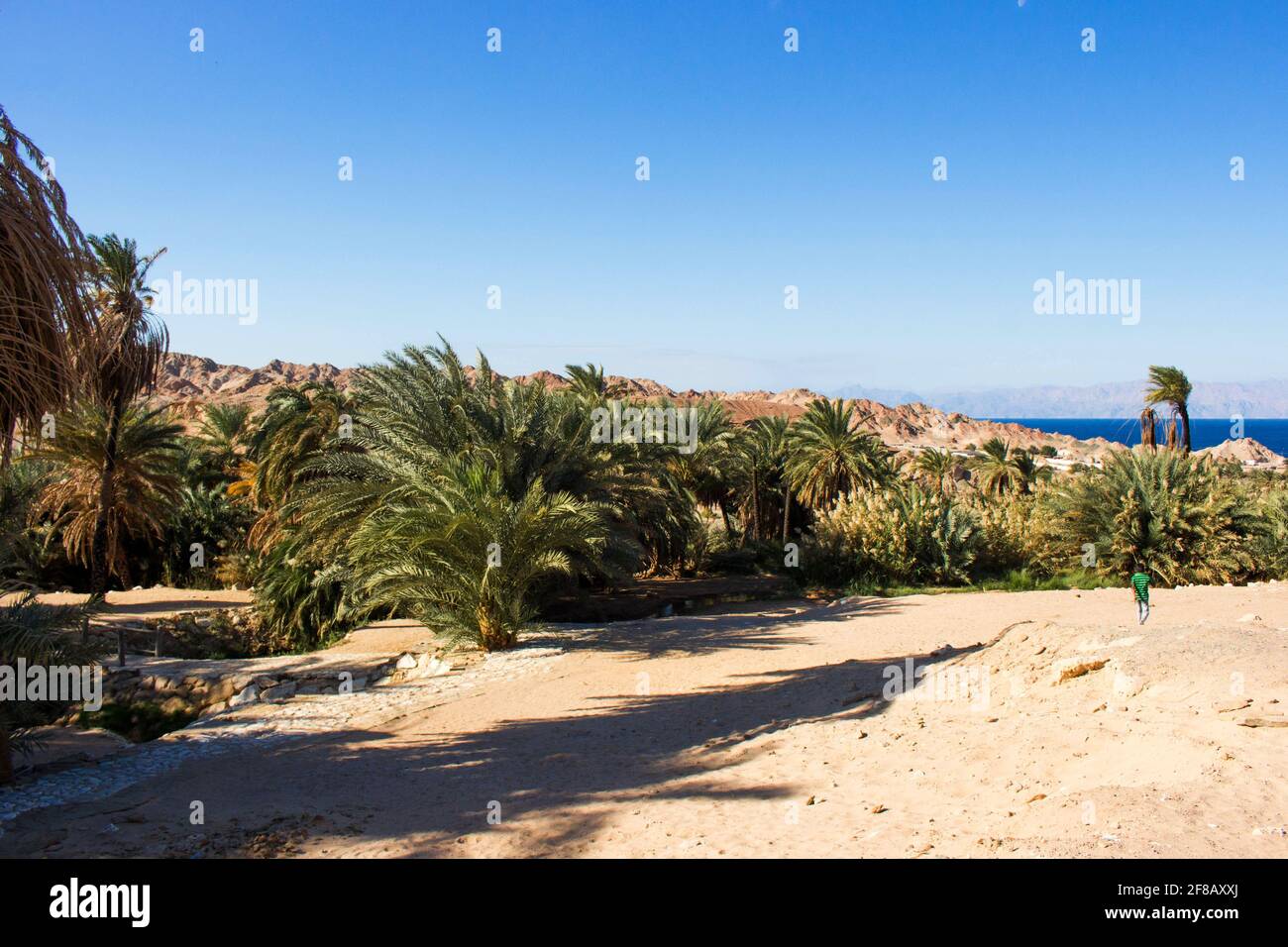 Saudi Arabian farm land Stock Photo - Alamy