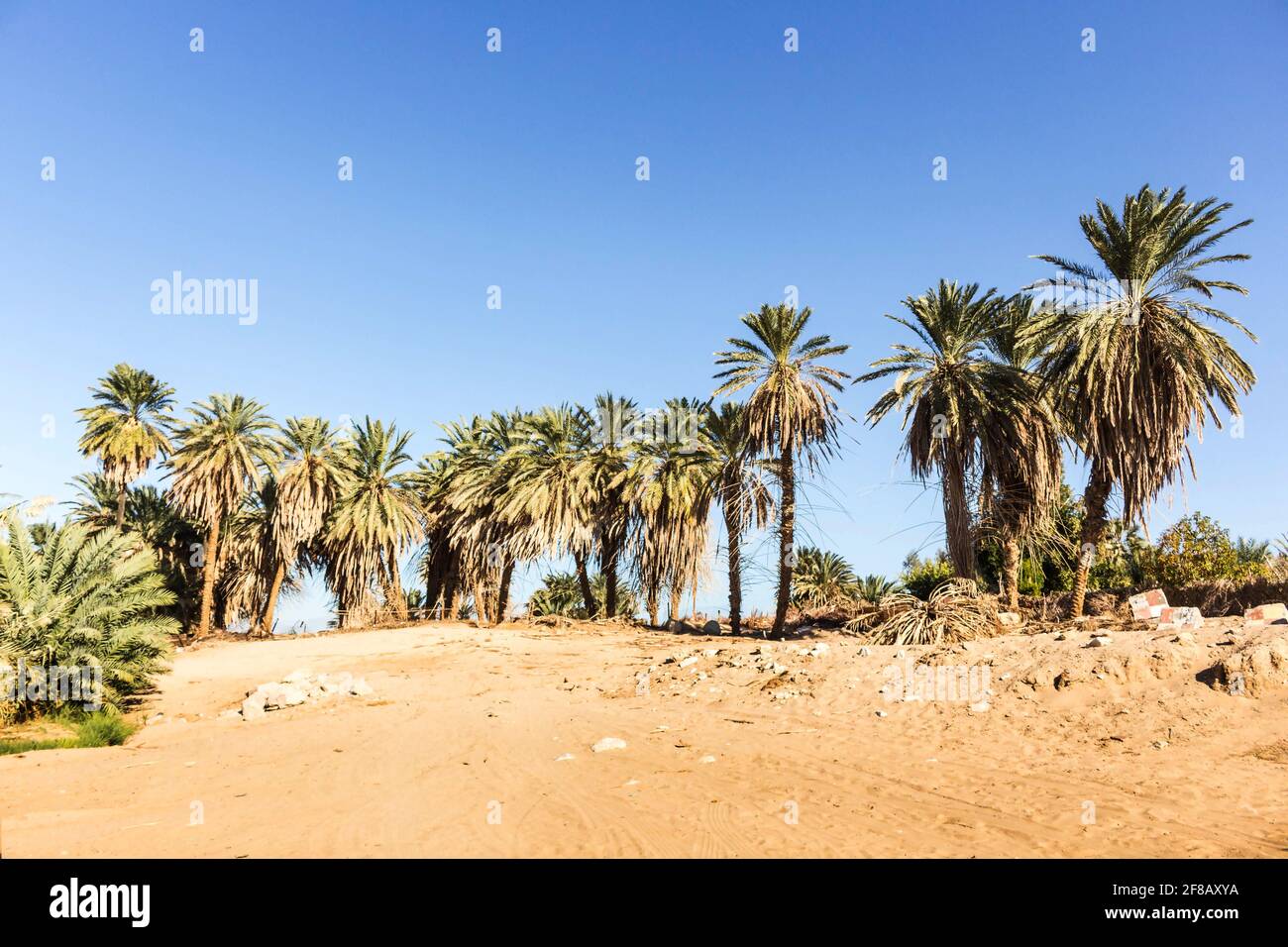 Saudi Arabian farm land Stock Photo - Alamy