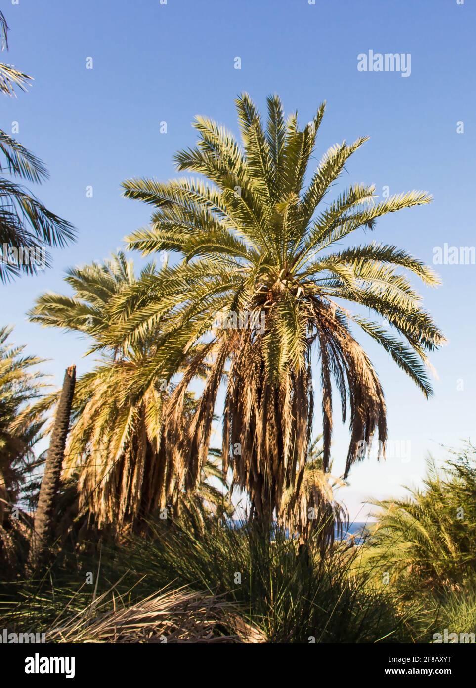 Saudi arabian farmland hi-res stock photography and images - Alamy