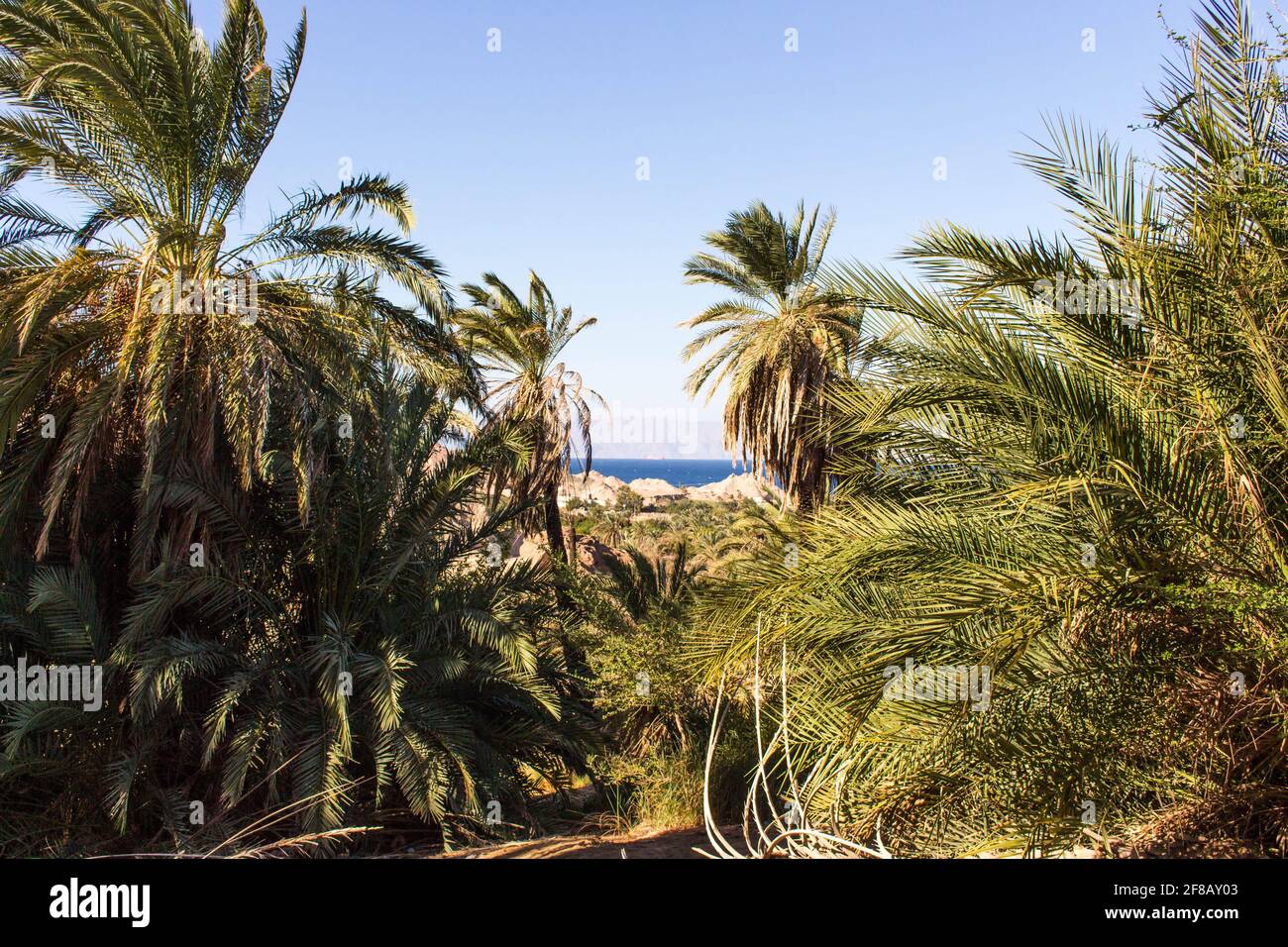 Saudi Arabian farm land Stock Photo - Alamy