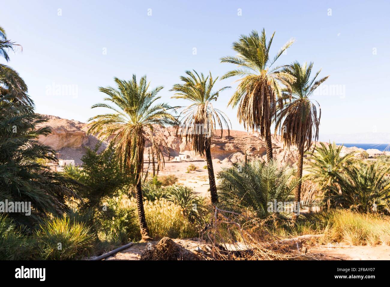 Saudi Arabian farm land Stock Photo - Alamy