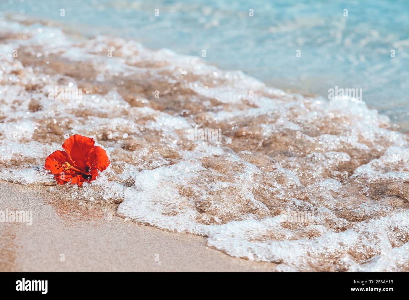 Hibiscus on Tropical Beach in a sea wave Stock Photo - Alamy