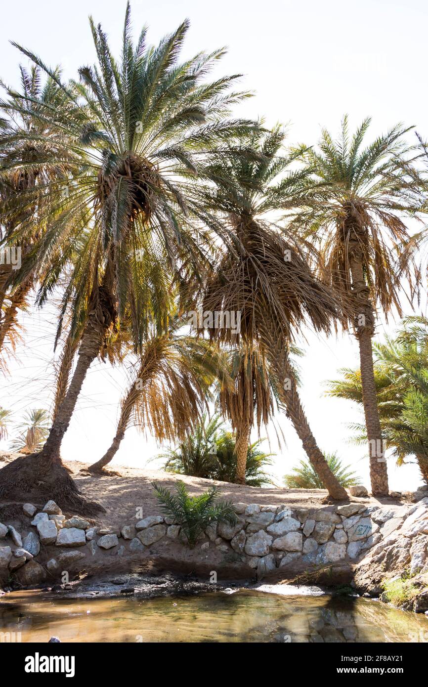 Saudi Arabian farm land Stock Photo - Alamy