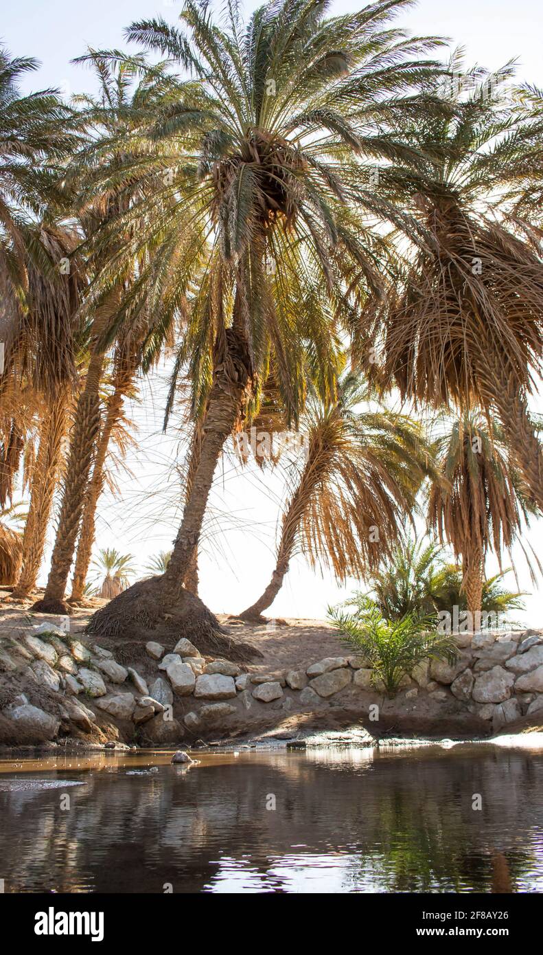 Saudi Arabian farm land Stock Photo - Alamy