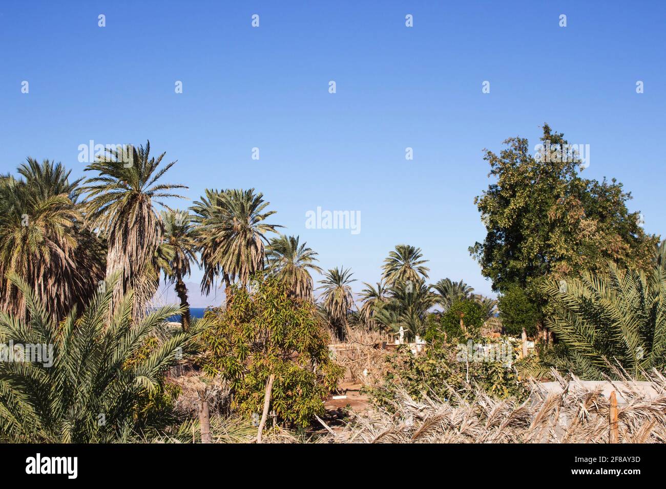 Saudi Arabian farm land Stock Photo - Alamy